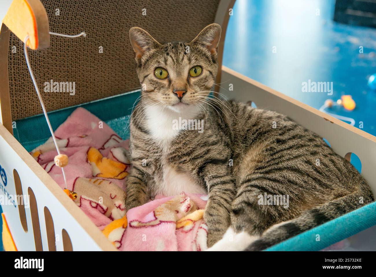 Cute cat sticker hi-res stock photography and images - Alamy
