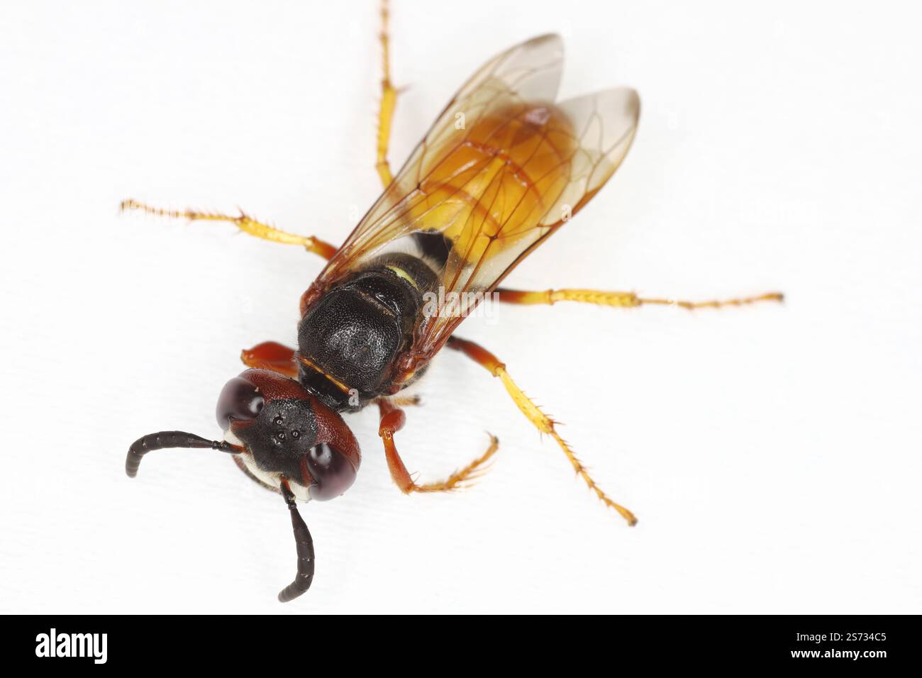 Digger wasp, Philanthus triangulum, European beewolf, Bee-killer wasp ...