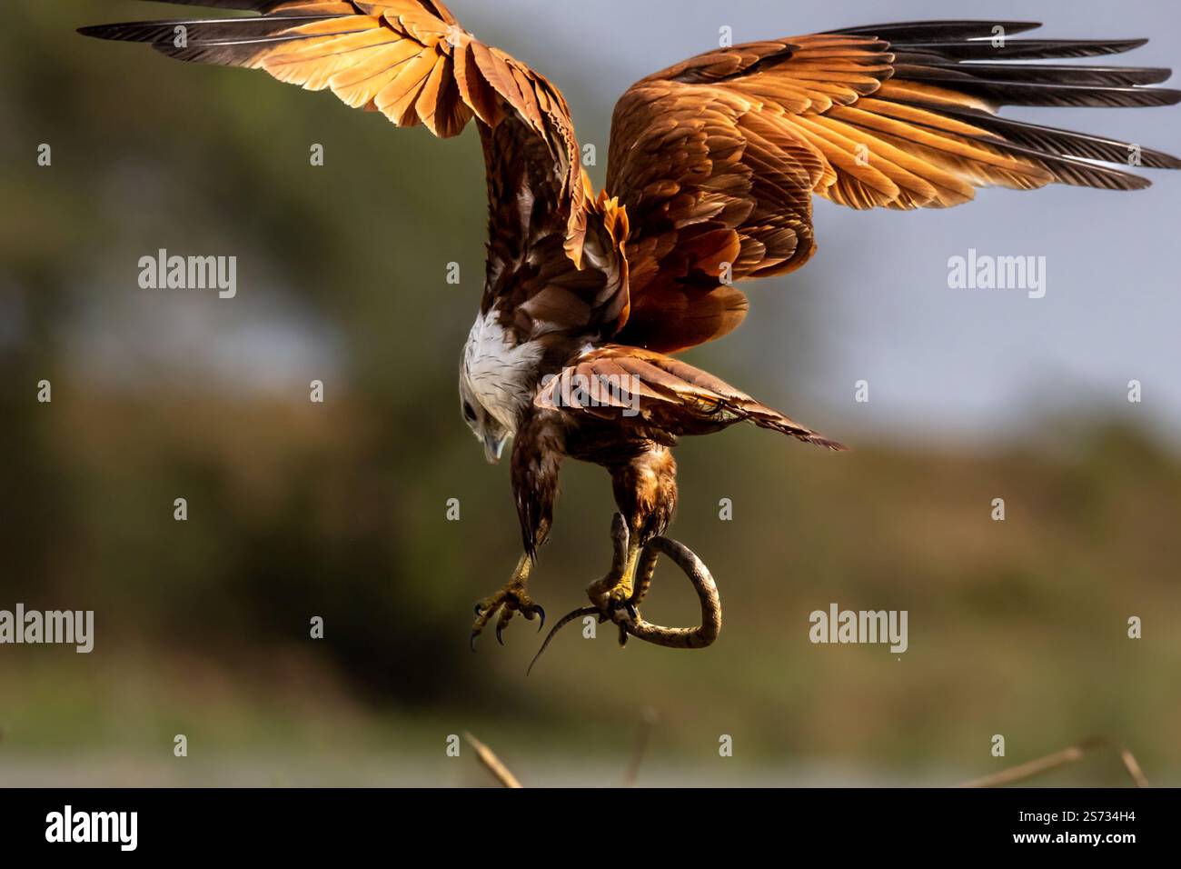 The bird's rich brown feathers contrast strikingly with the captured ...