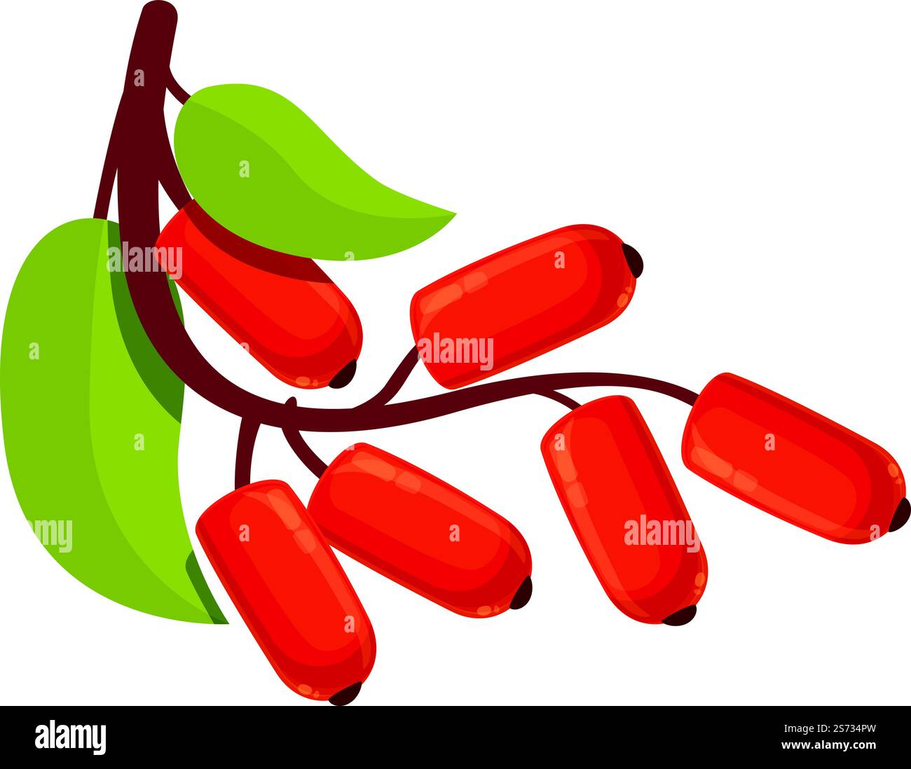 Natural goji icon cartoon vector. Berberis fruit. Berry plant. Natural ...