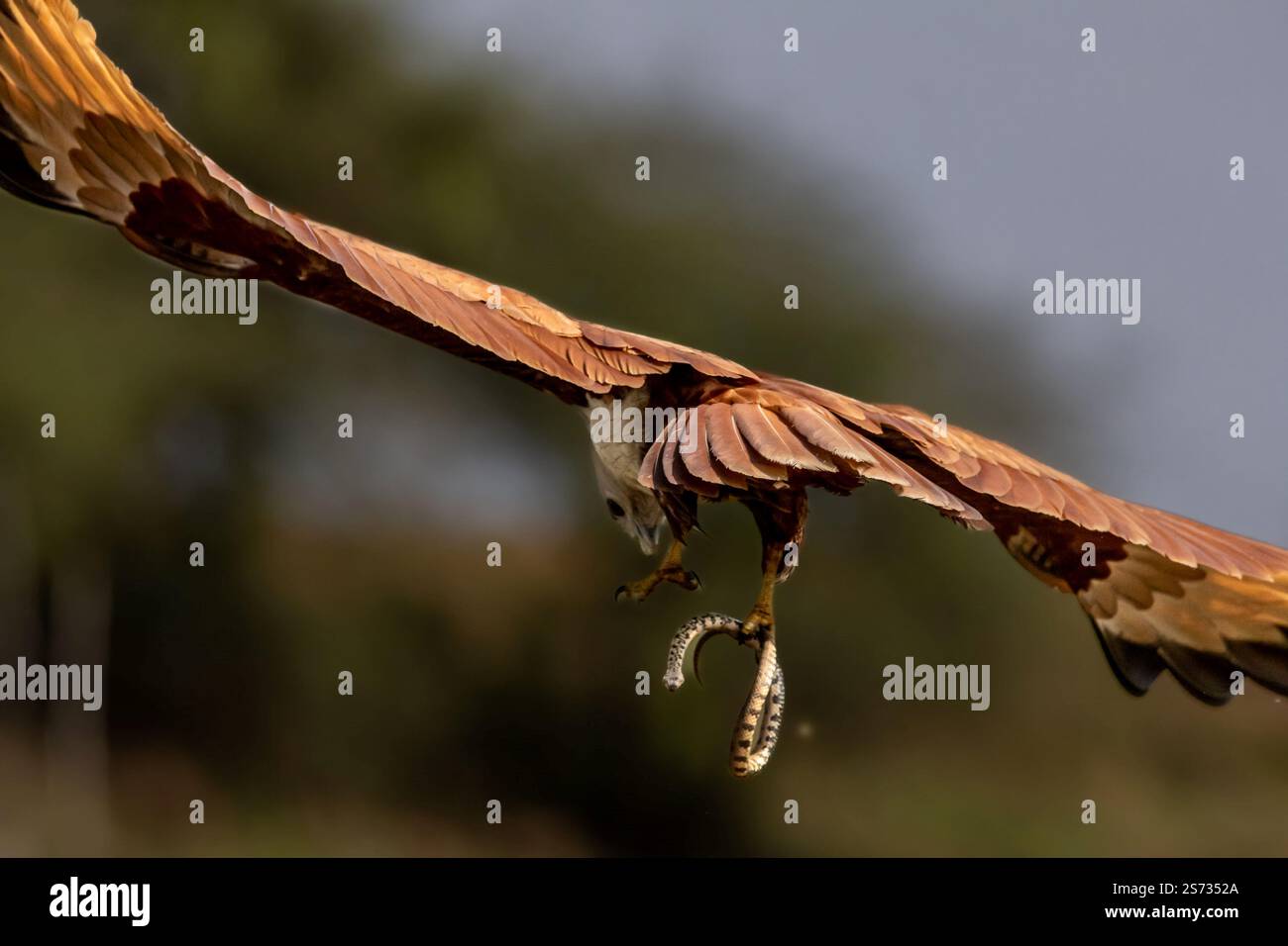 an awe-inspiring moment of a bird of prey brahmin y kite in mid-flight ...