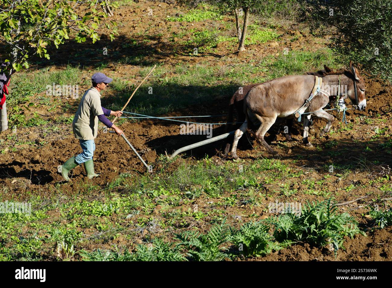 Moroccan farmer ploughing field with a donkey, Morocco, North Africa ...