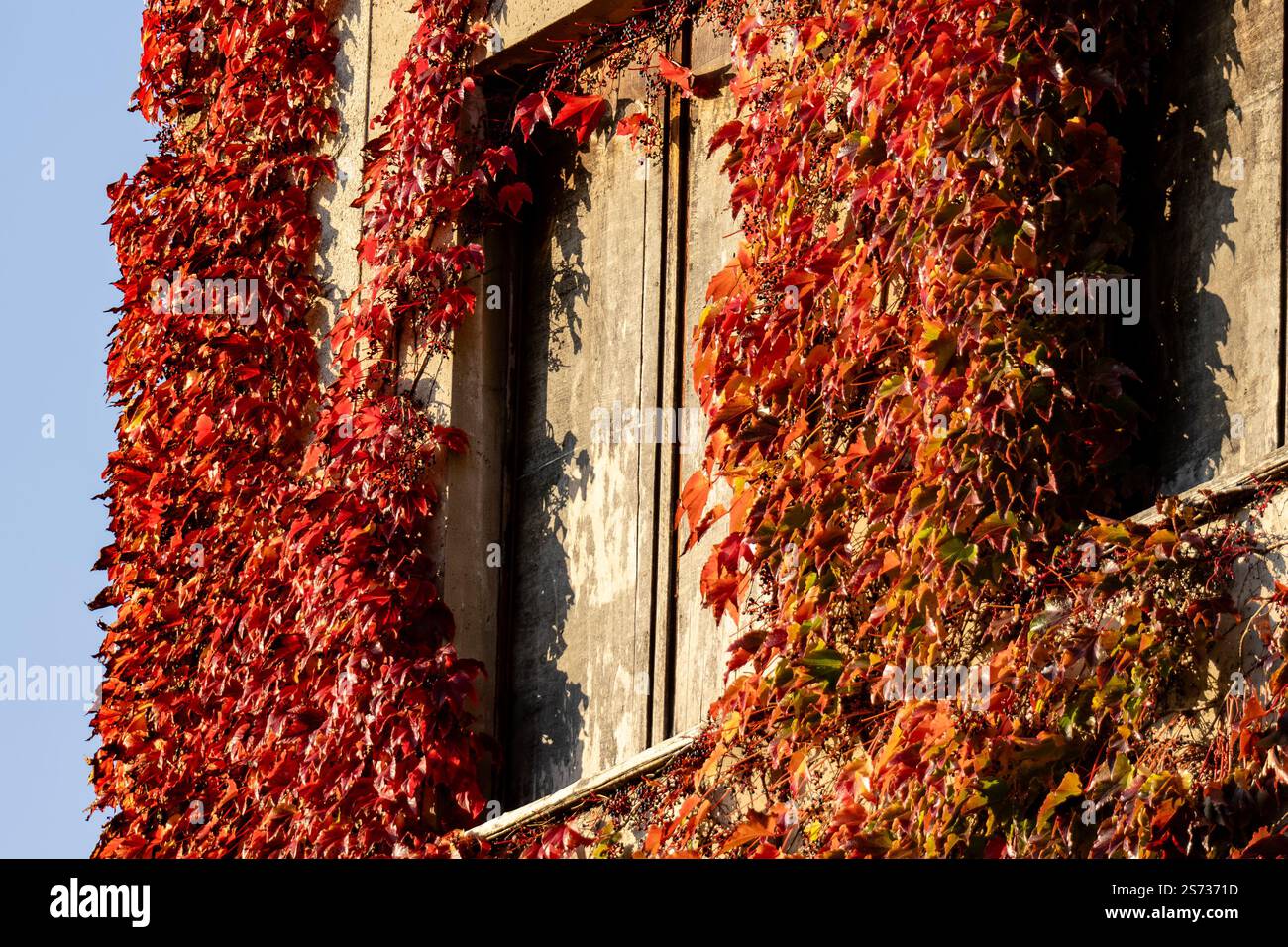 A building covered in red ivy and leaves. The ivy is growing up the ...