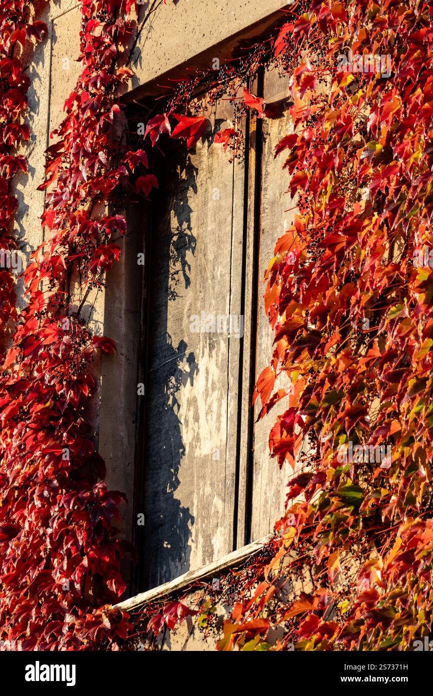 A building covered in red ivy leaves. The ivy is growing up the side of ...
