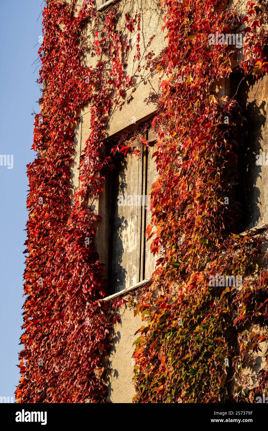 A building covered in ivy and red leaves. The ivy is growing up the ...