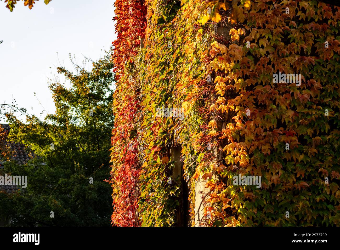 A building covered in vines and leaves in various shades of red and ...