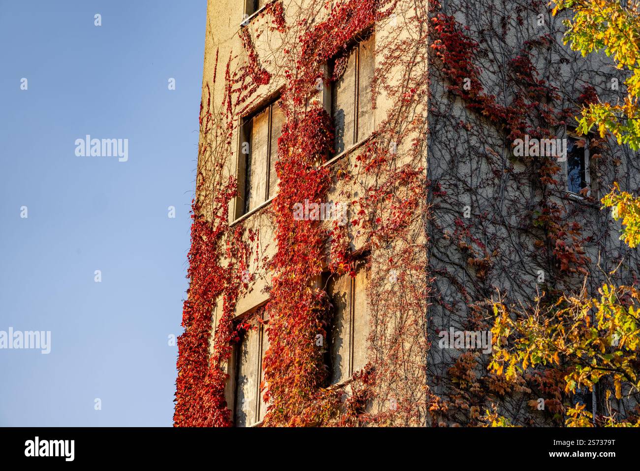 A building covered in red ivy. The ivy is growing up the side of the ...