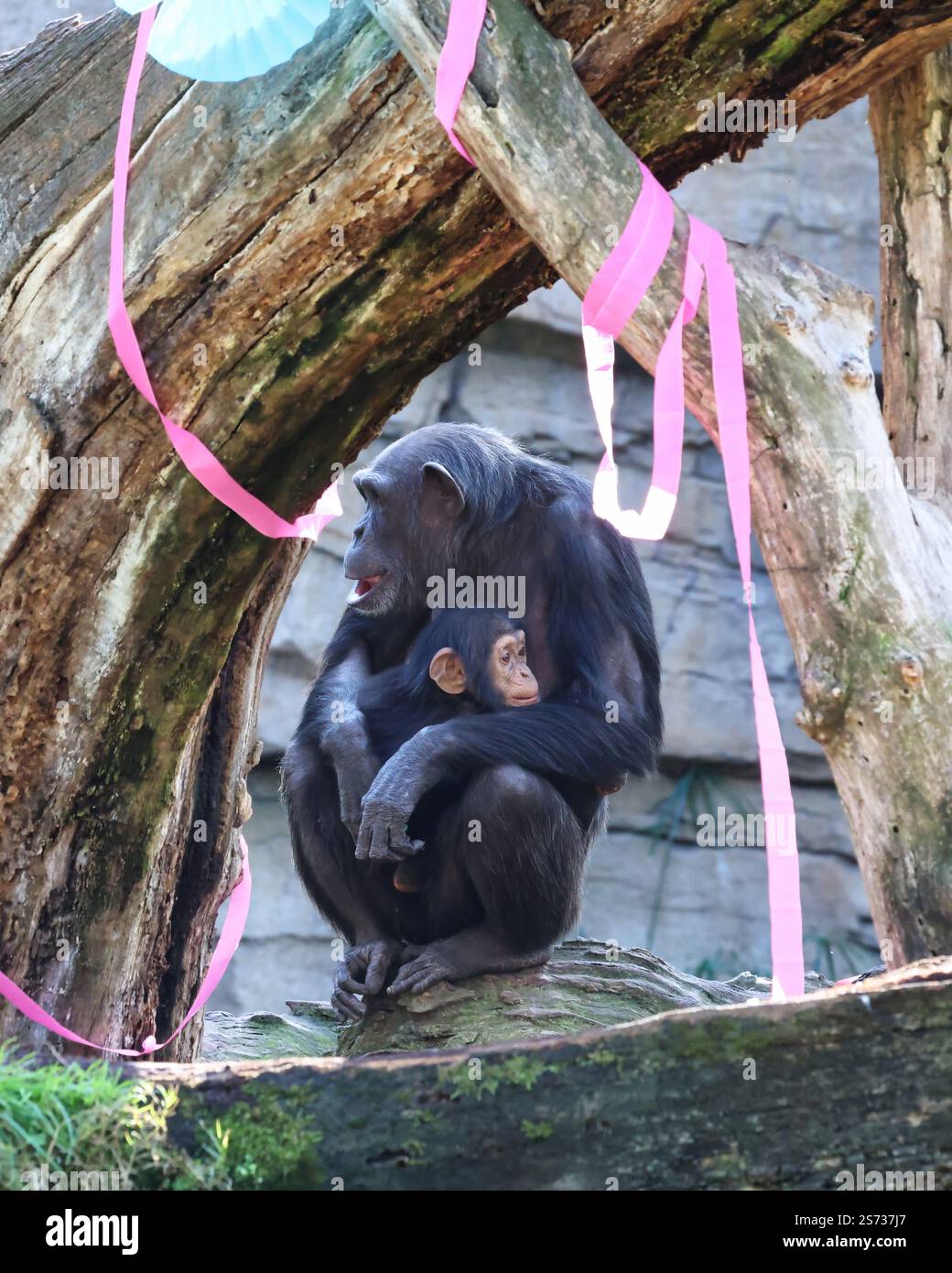 Valencia, Spain. 18 Jan 2025. Baby chimpanzee Cala turned 1 year old ...