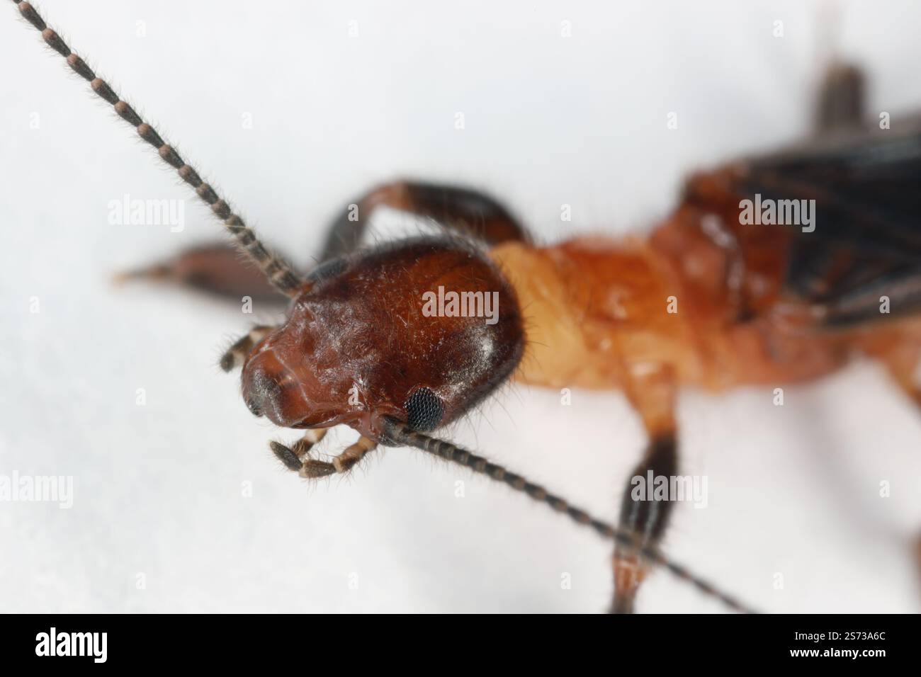 Webspinner called also footspinner insect, Oligotoma saundersii. Close ...