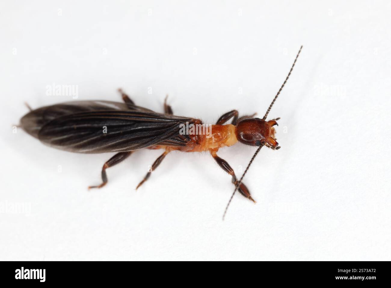Webspinner called also footspinner insect, Oligotoma saundersii. Winged ...