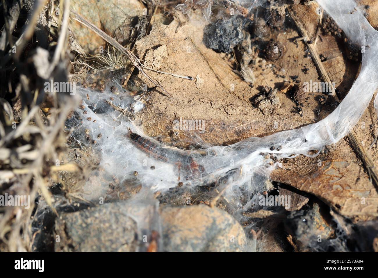 Webspinners called also footspinners insect, Oligotoma saundersii ...