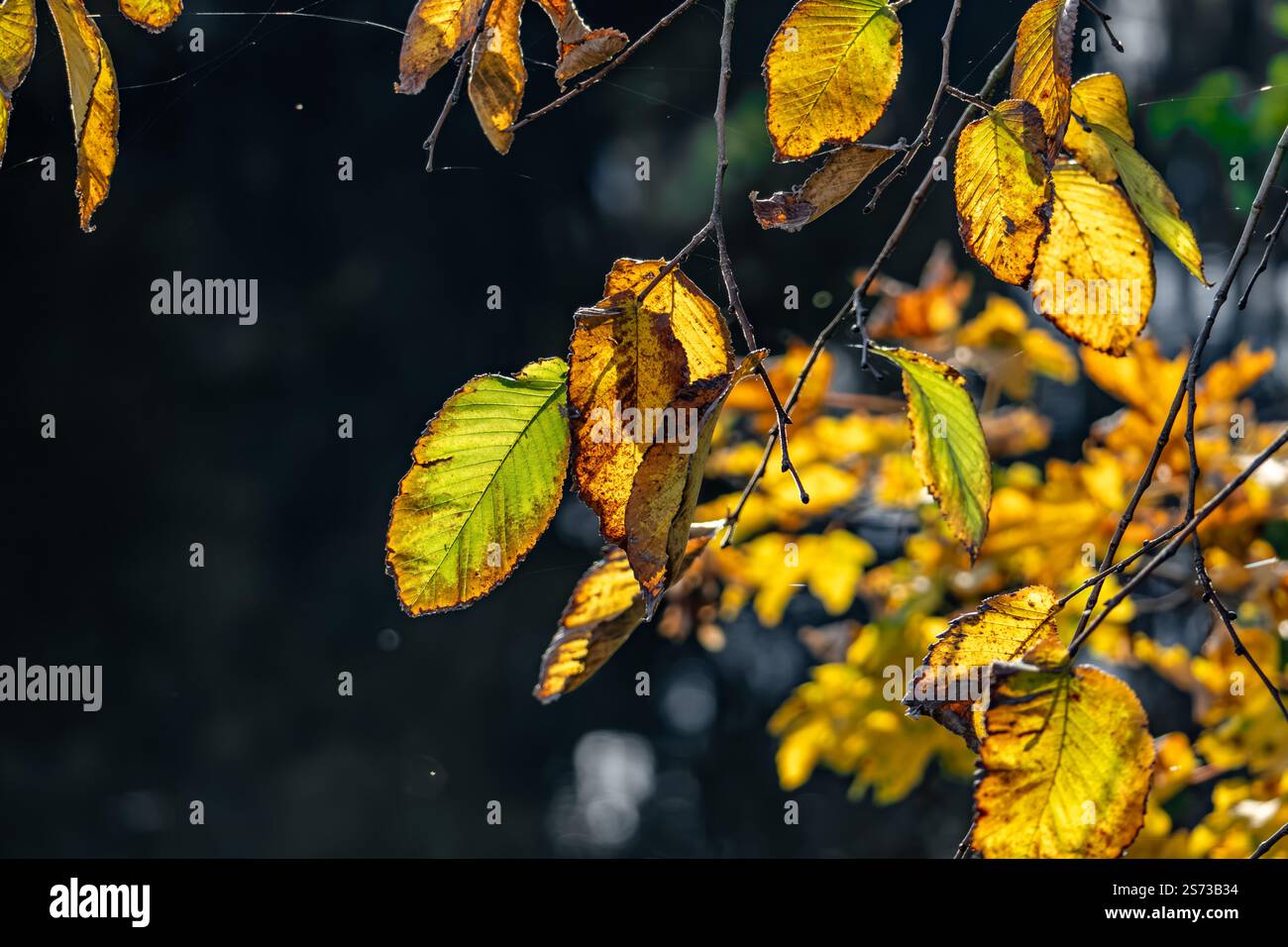 A tree with yellow leaves that are falling. The leaves are scattered ...