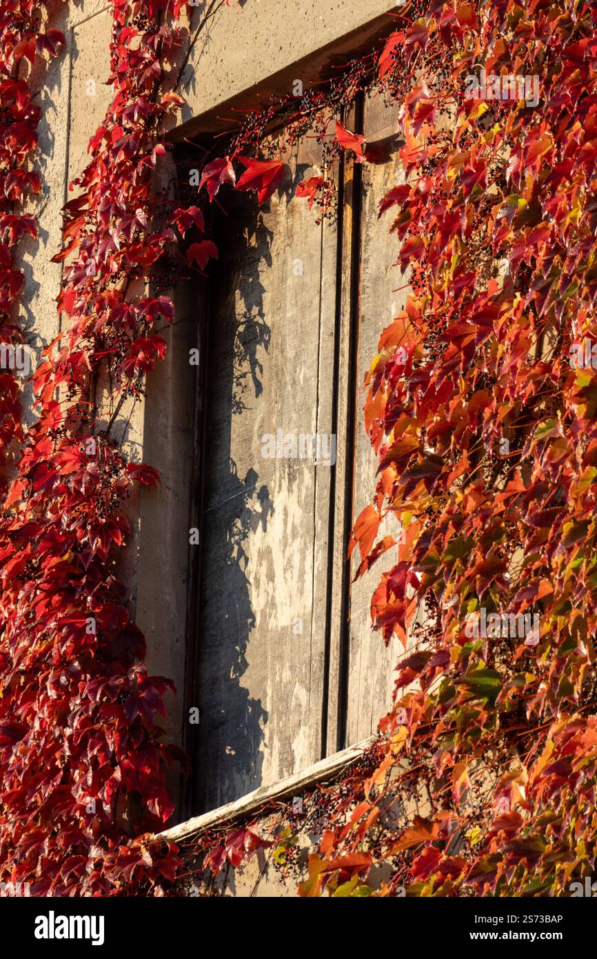 A window with ivy growing out of it. The ivy is red and green. The ...