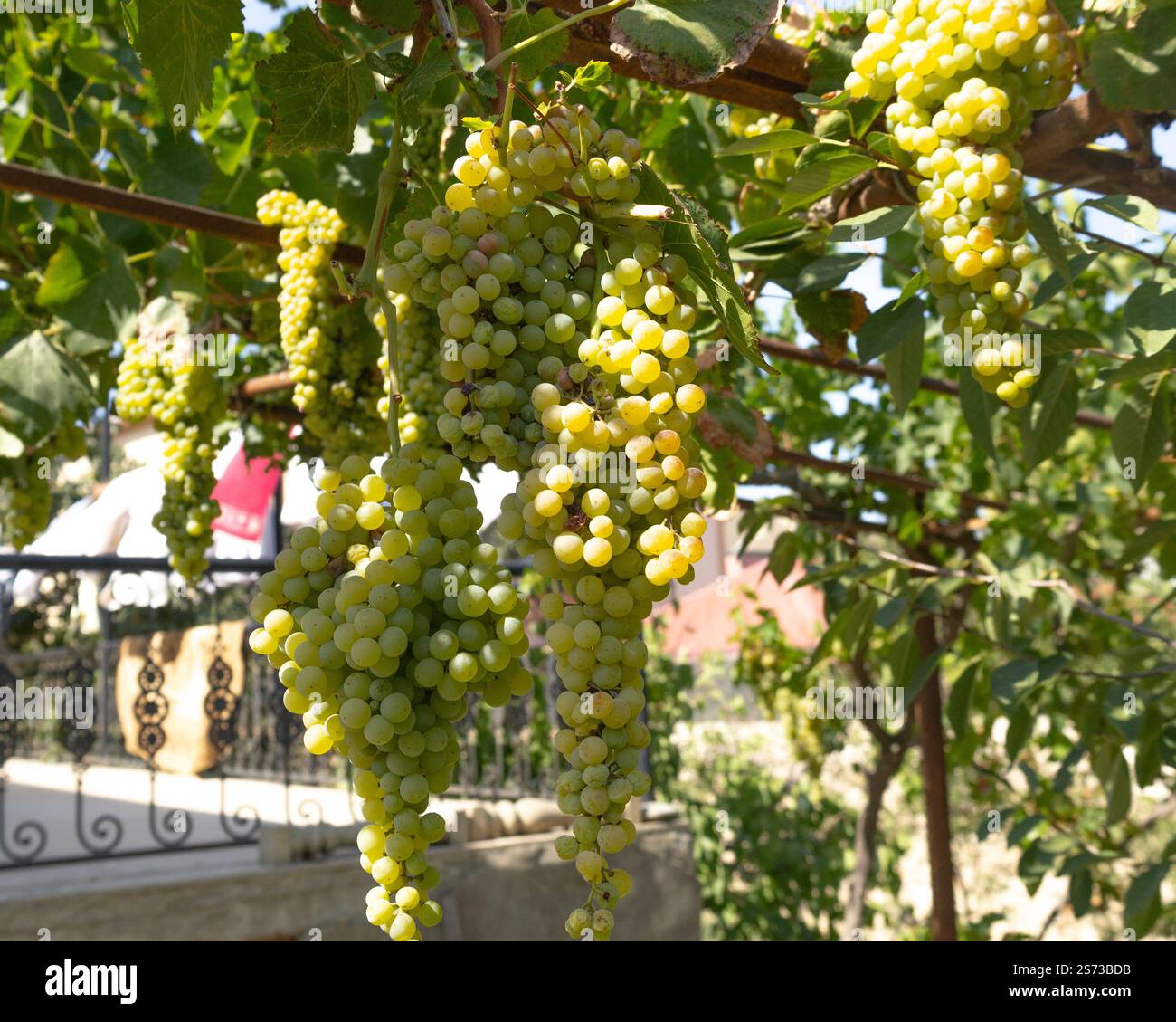 white grape tree, fruits and leaves in the garden in Baku Stock Photo ...