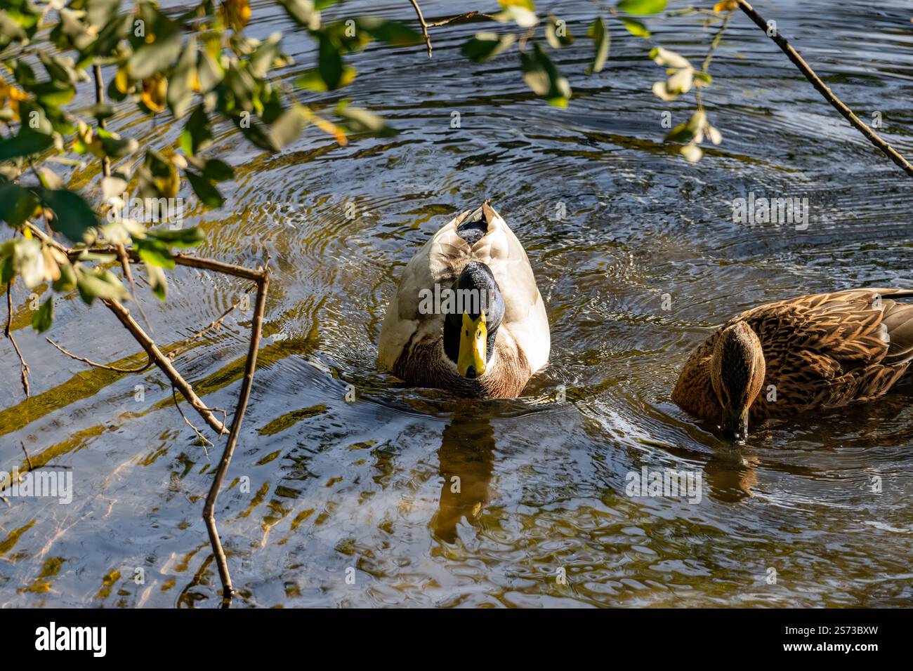 Two ducks are swimming in a pond. One duck is looking at the camera ...