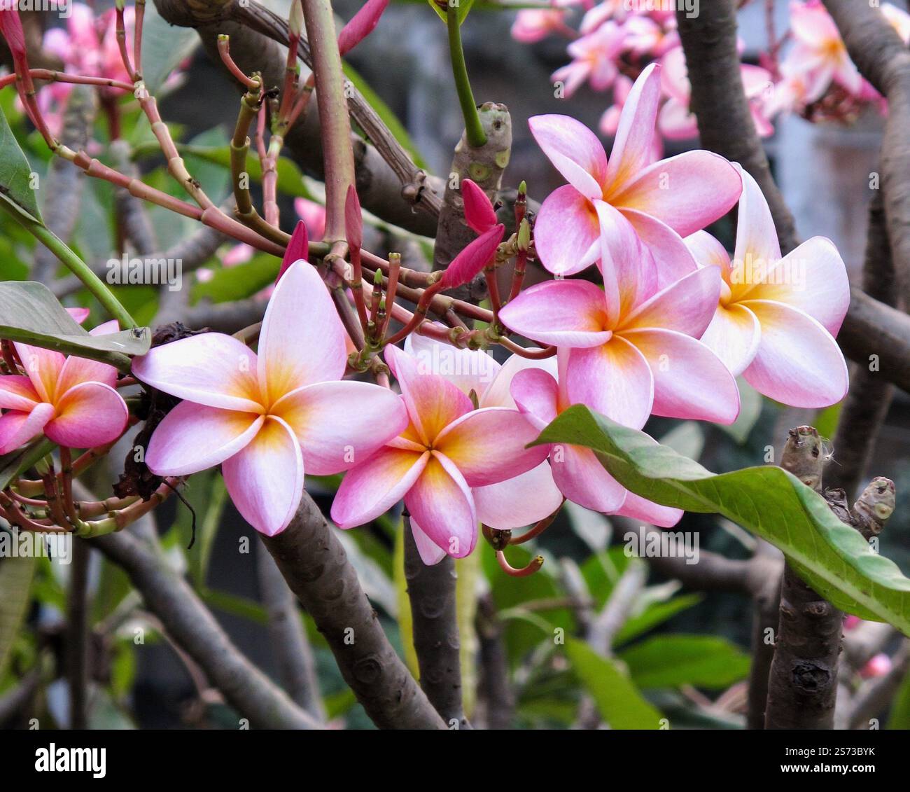 Flowers of bangladesh hi-res stock photography and images - Alamy