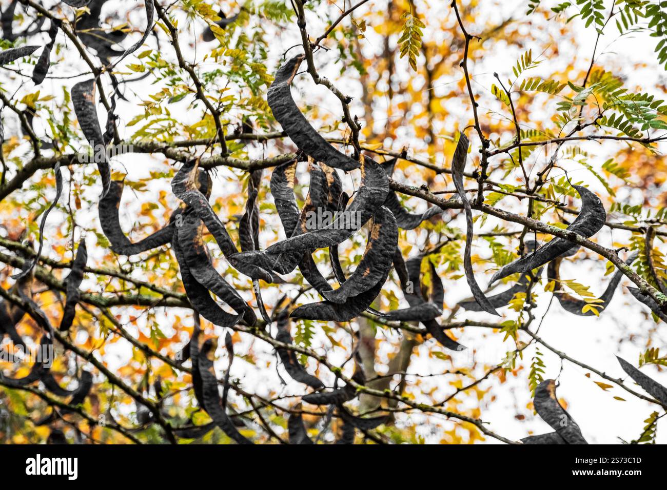 Locust bean hi-res stock photography and images - Alamy