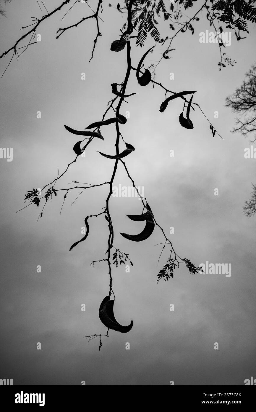Locust beans silhouette on the tree Stock Photo - Alamy