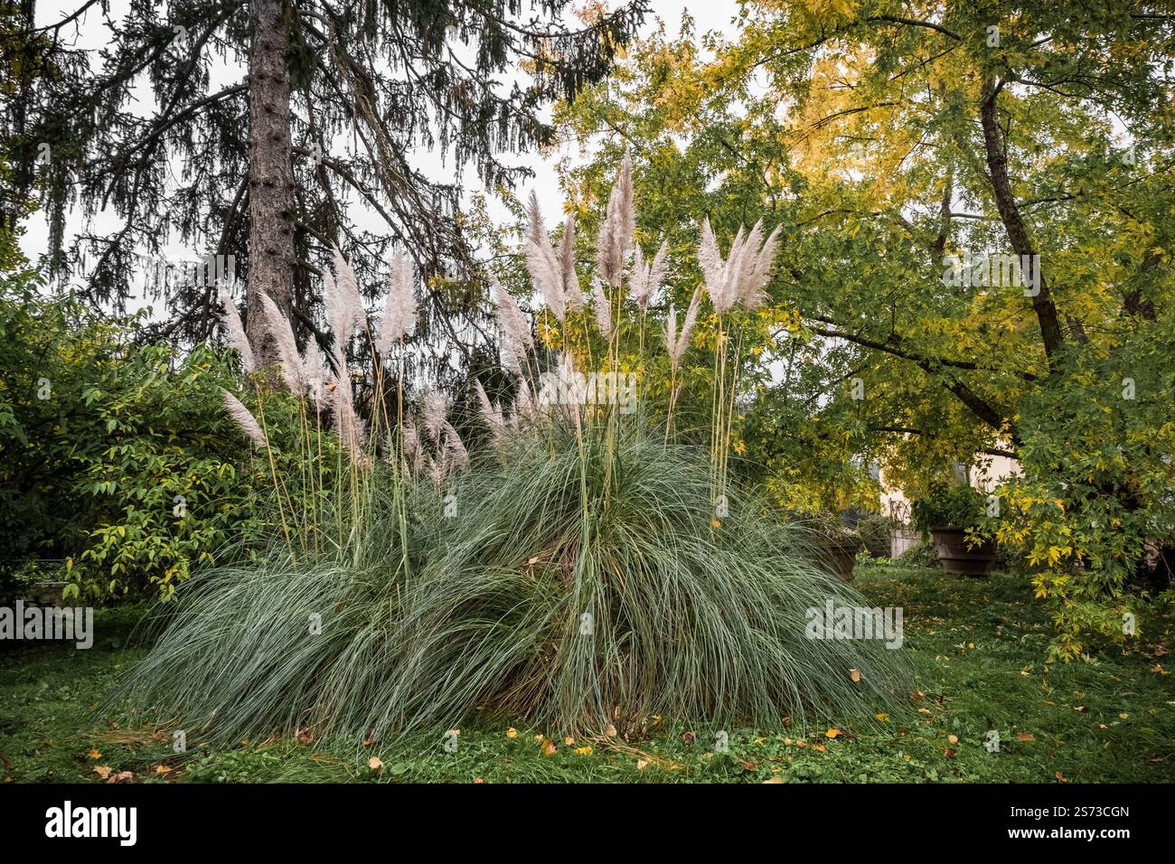Pampas grass plant in a public garden of Florence, Italy Stock Photo ...