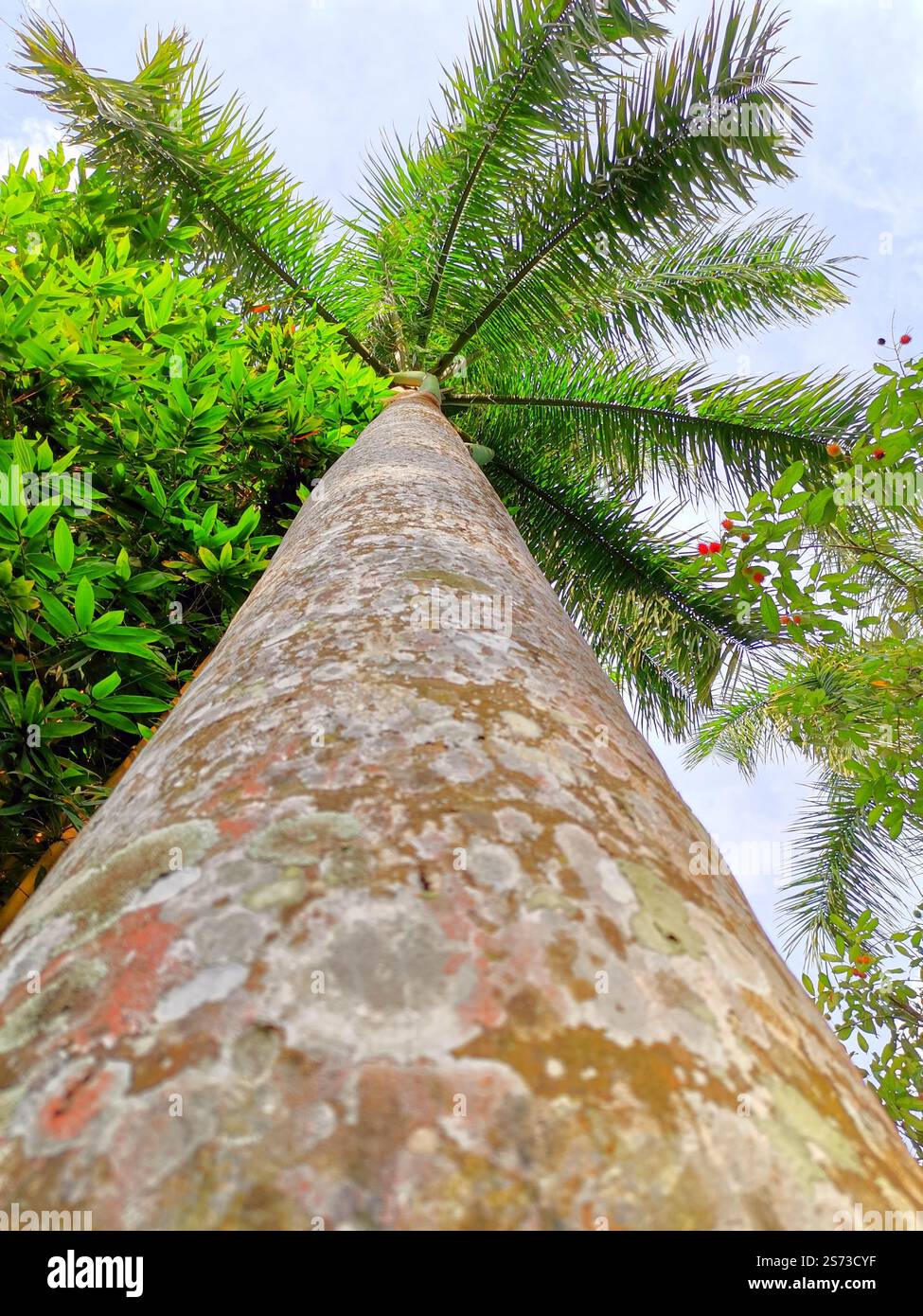Life is better with trees Stock Photo - Alamy