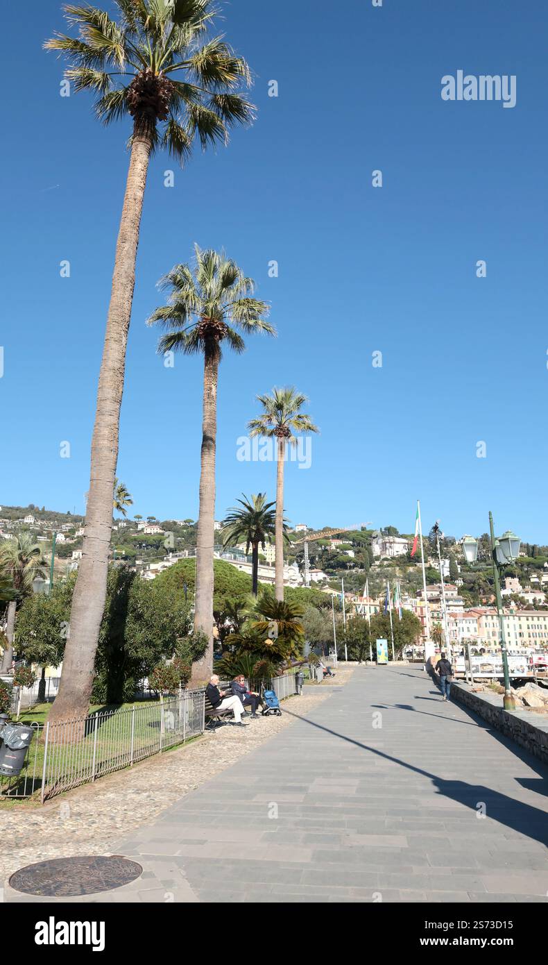 Palm trees along seaside promenade, Liguria. Sunny day. Nature, tourism ...