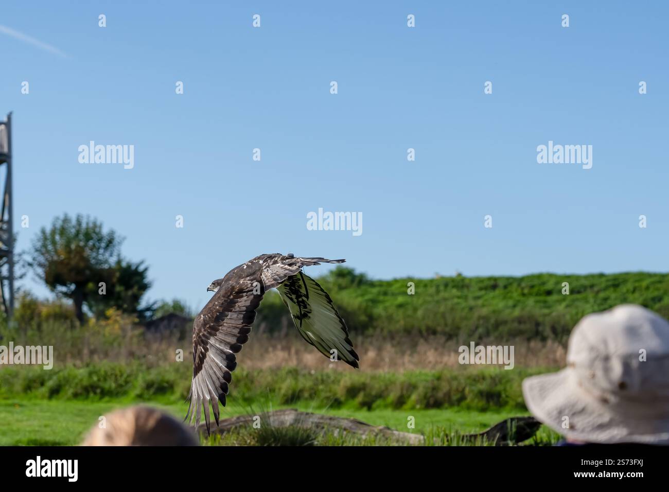 a peregrine falcon (Falco peregrinus, duck hawk) in flight Stock Photo ...