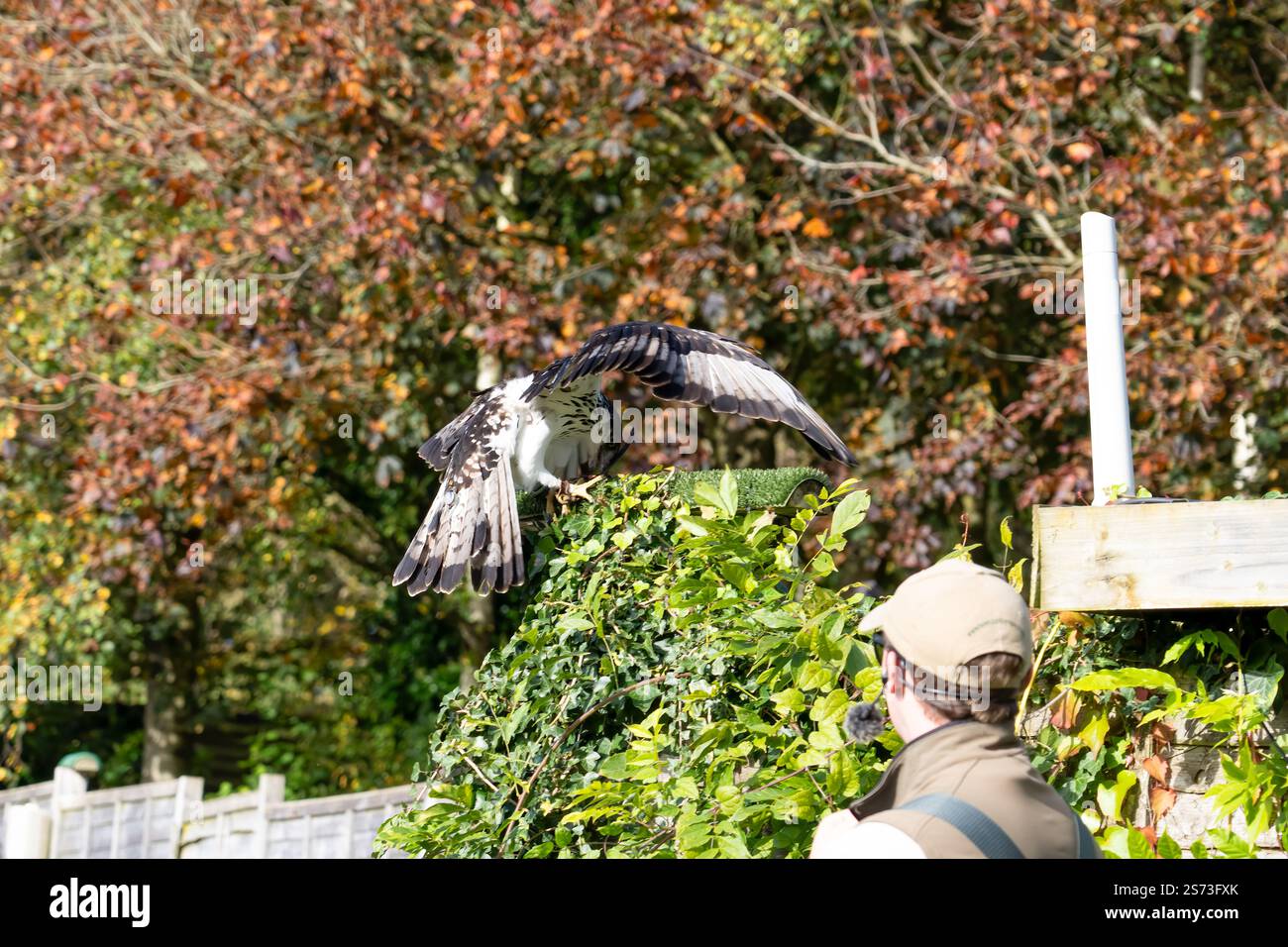 a peregrine falcon (Falco peregrinus, duck hawk) in flight Stock Photo ...