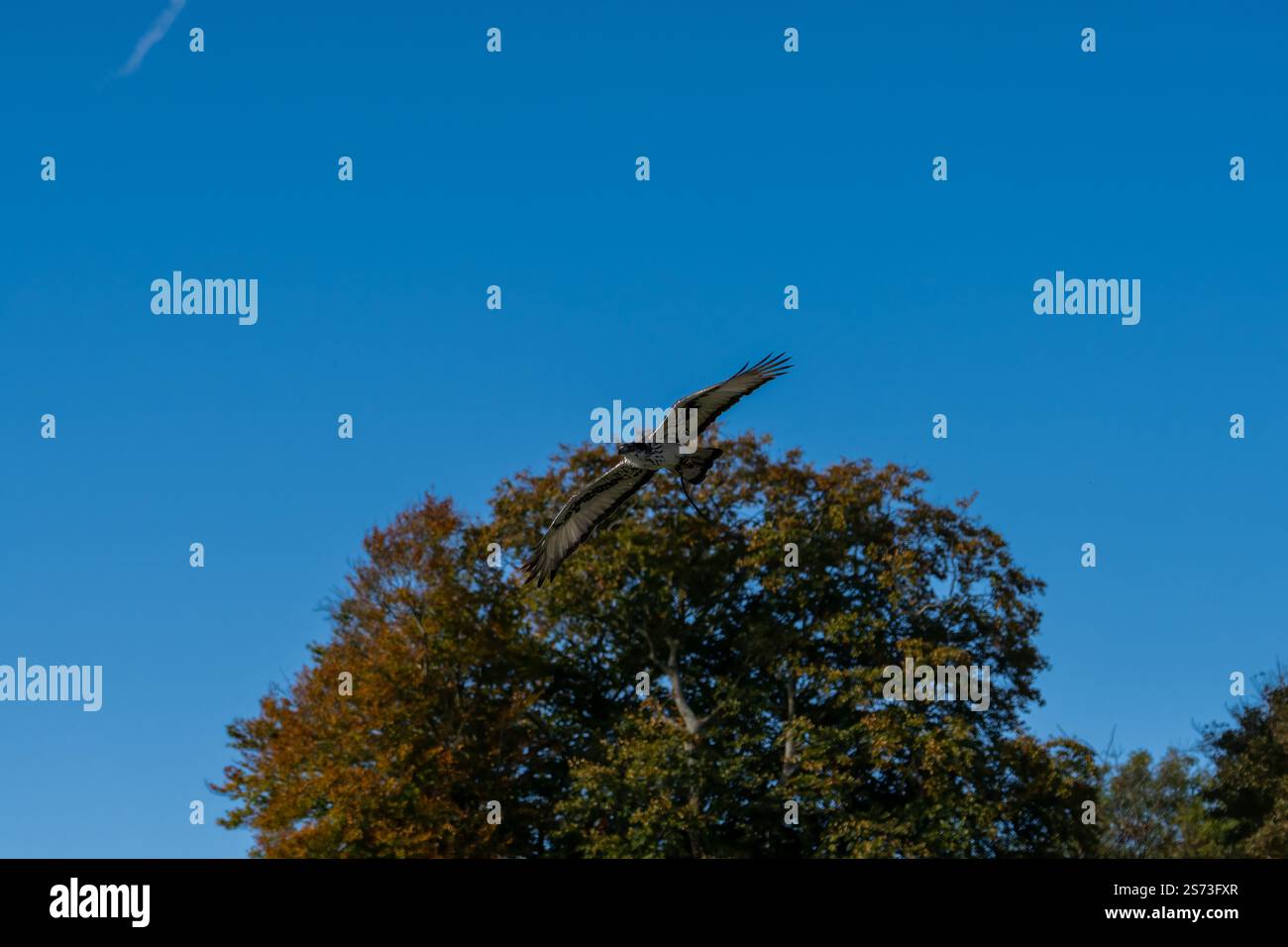 a peregrine falcon (Falco peregrinus, duck hawk) in flight Stock Photo ...