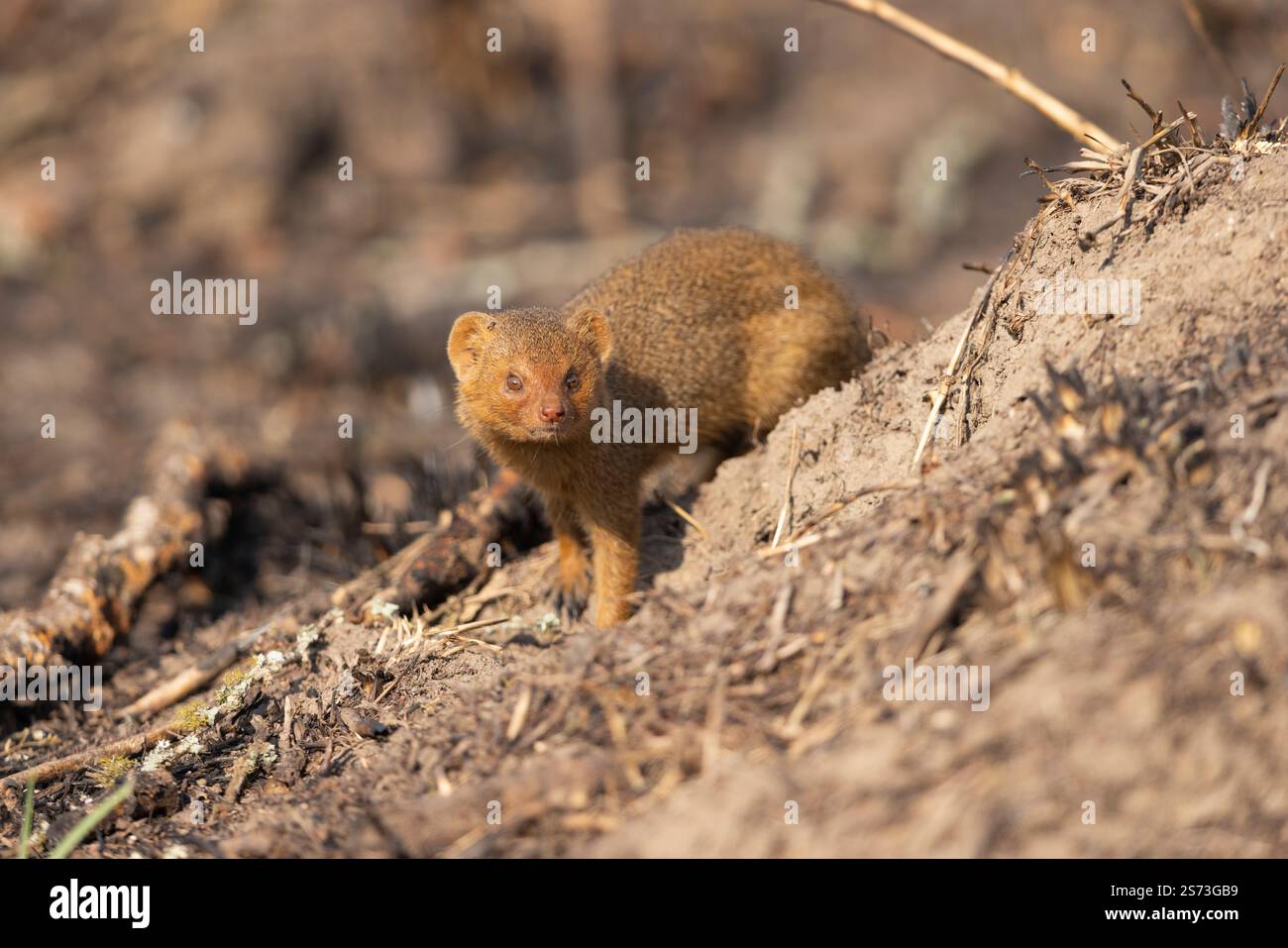 Common slender mongoose Herpestes sanguineus, adult, Lake Mburo ...
