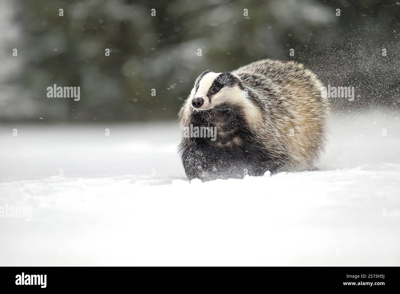 European Badger Running on a Snowy Clearing at the Forest Edge Stock ...
