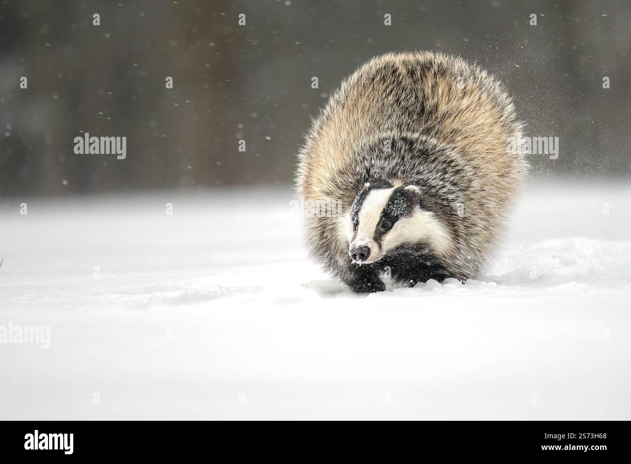 European Badger Running on a Snowy Clearing at the Forest Edge Stock ...