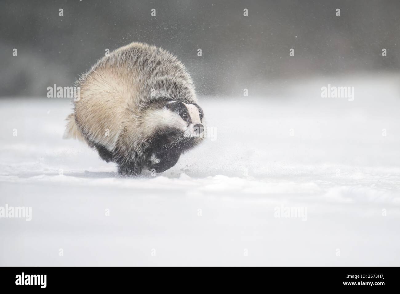 European Badger Running on a Snowy Clearing at the Forest Edge Stock ...