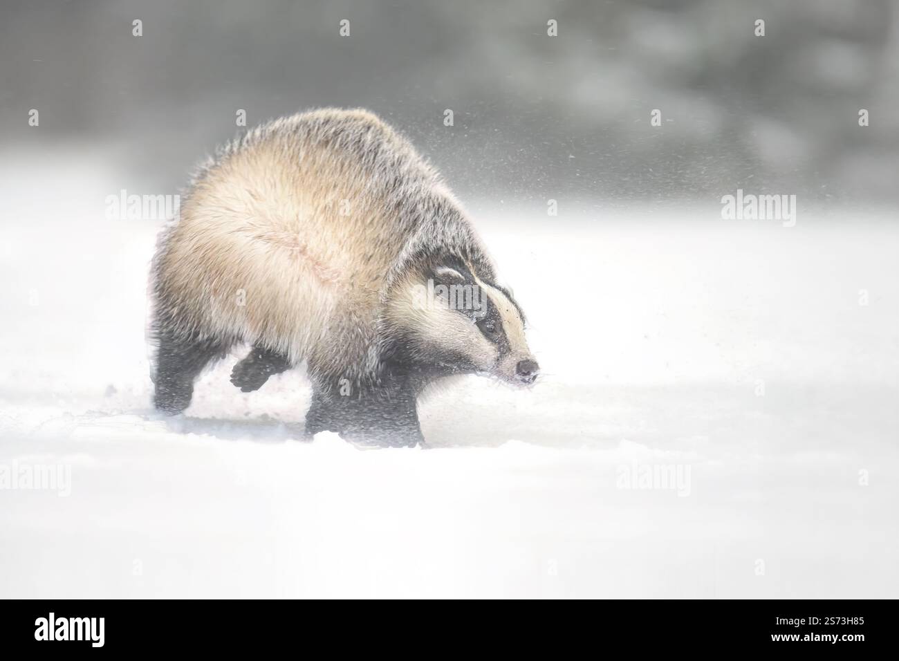 European Badger Running on a Snowy Clearing at the Forest Edge Stock ...
