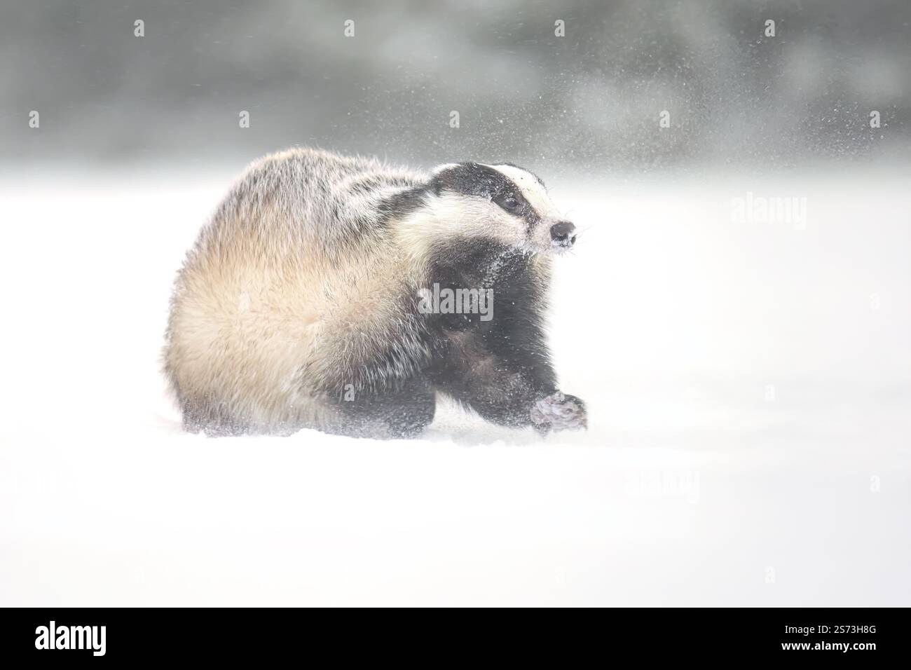 European Badger Running on a Snowy Clearing at the Forest Edge Stock ...