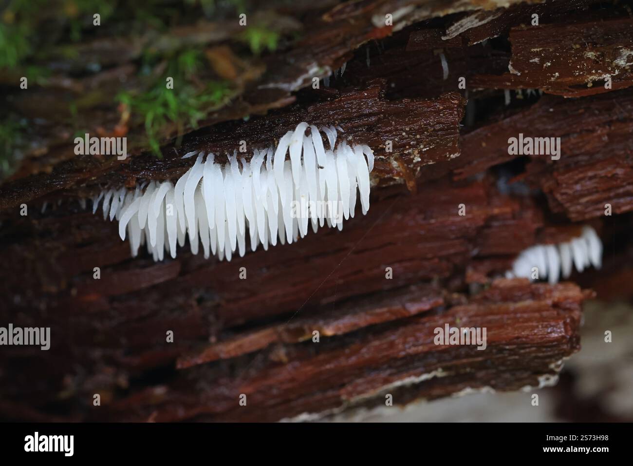 Dentipellis fragilis, resupinate tooth fungus from Finland, no common ...