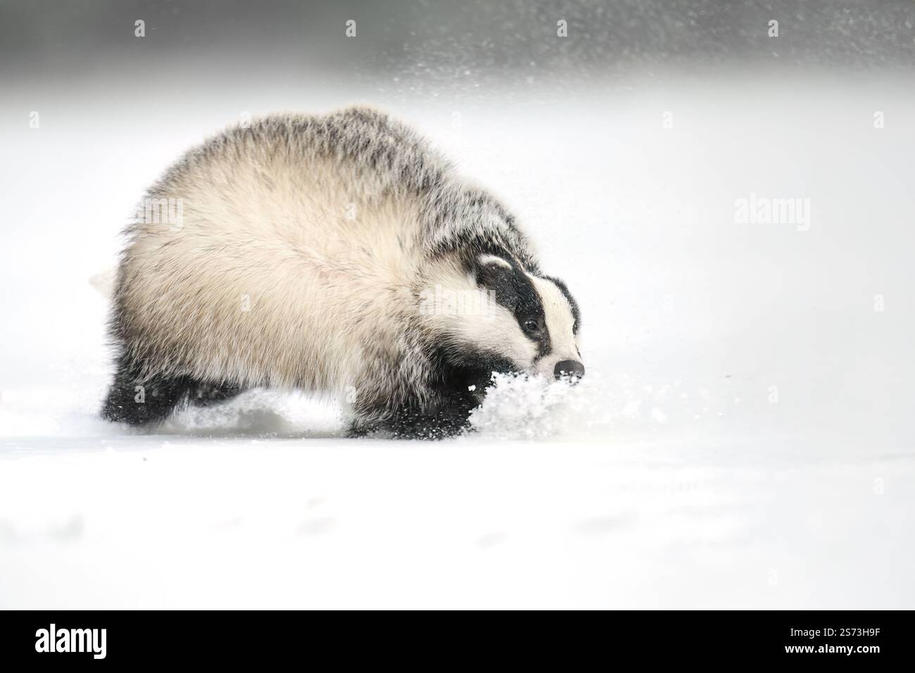 European Badger Running on a Snowy Clearing at the Forest Edge Stock ...