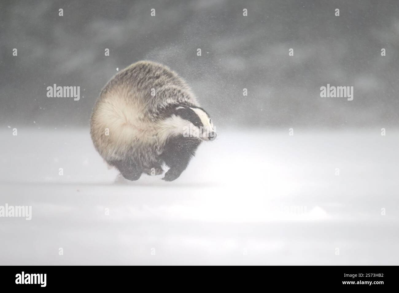 European Badger Running on a Snowy Clearing at the Forest Edge Stock ...