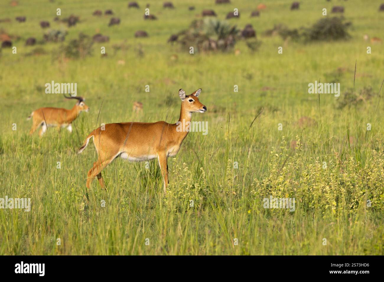 Ugandan kob Kobus kob thomasi, adult female and background male in ...