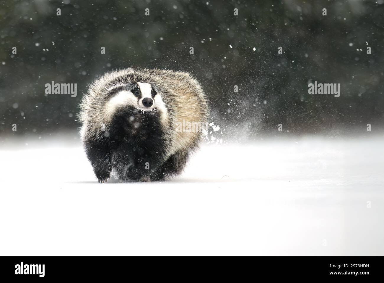 European Badger Running on a Snowy Clearing at the Forest Edge Stock ...