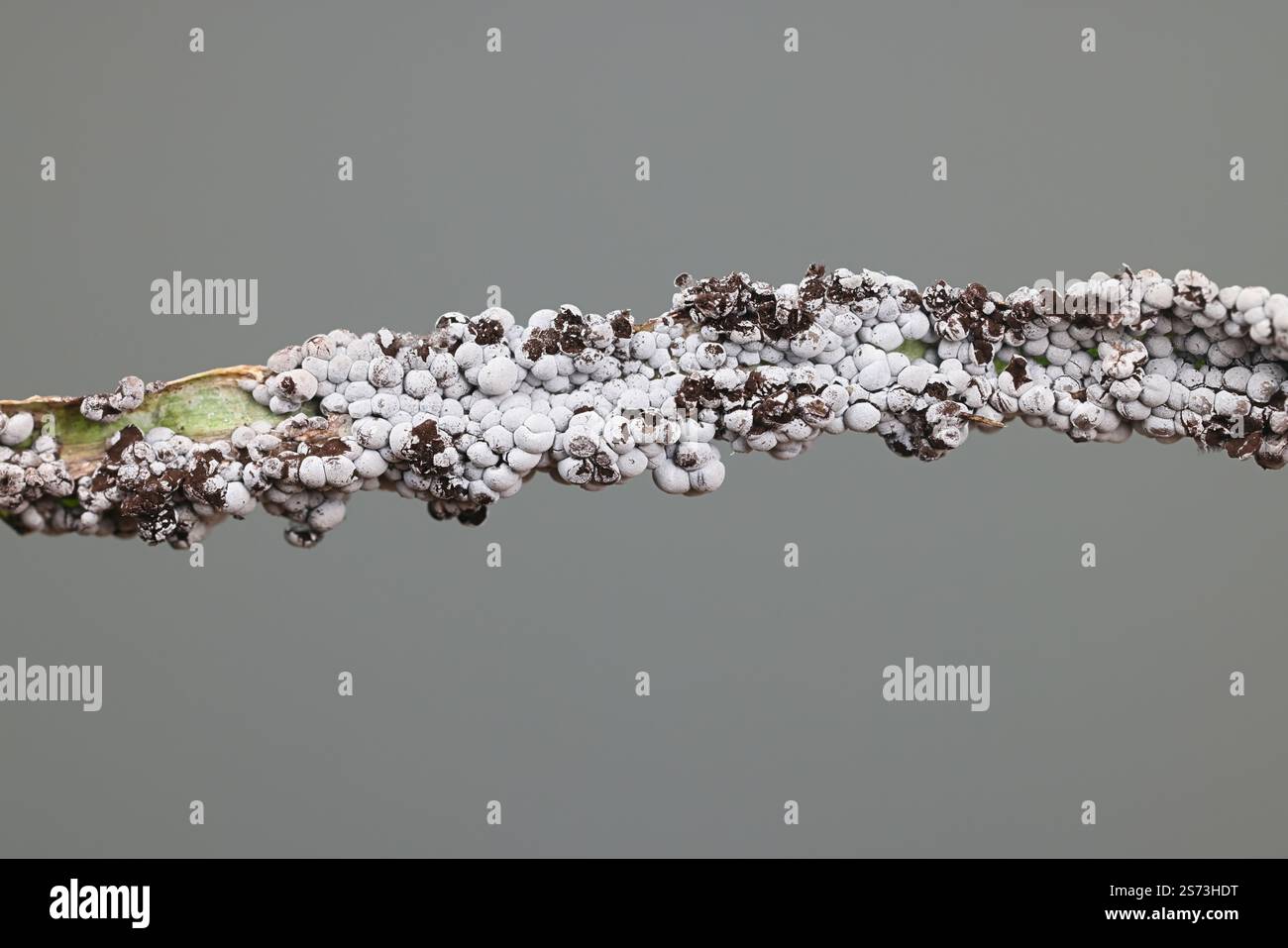 Diderma spumarioides, slime mold from Finland, no common English name ...