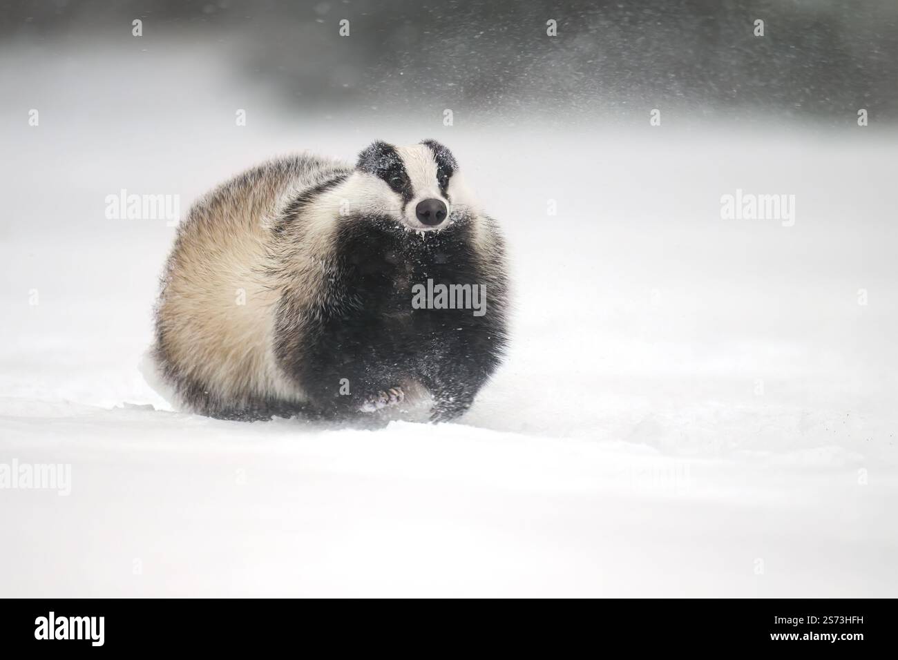 European Badger Running on a Snowy Clearing at the Forest Edge Stock ...