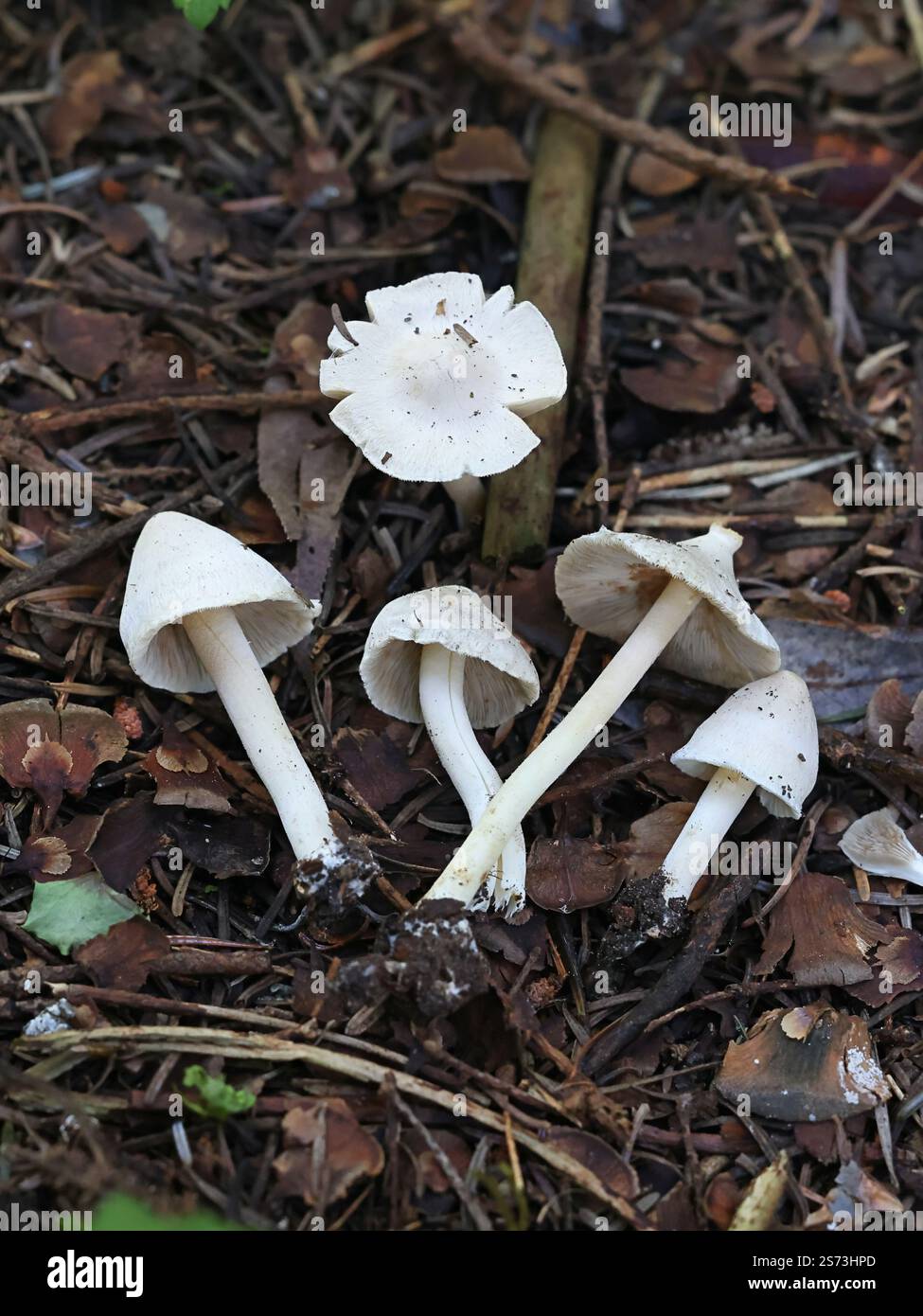 Inocybe umbratica, fibrecap mushroom from Finland, no common English ...