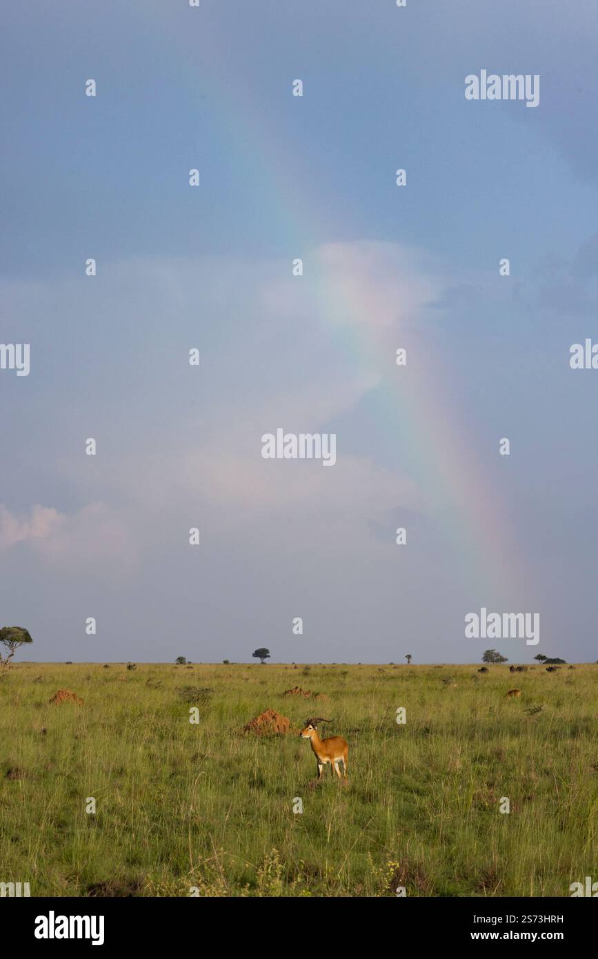 Ugandan kob Kobus kob thomasi, adult in savannah grassland with rainbow ...