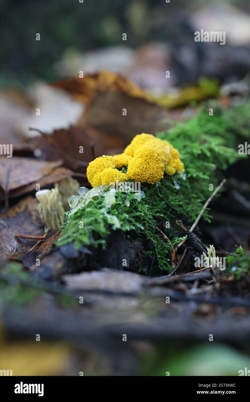 Physarum virescens, slime mold from Finland, no common English name ...