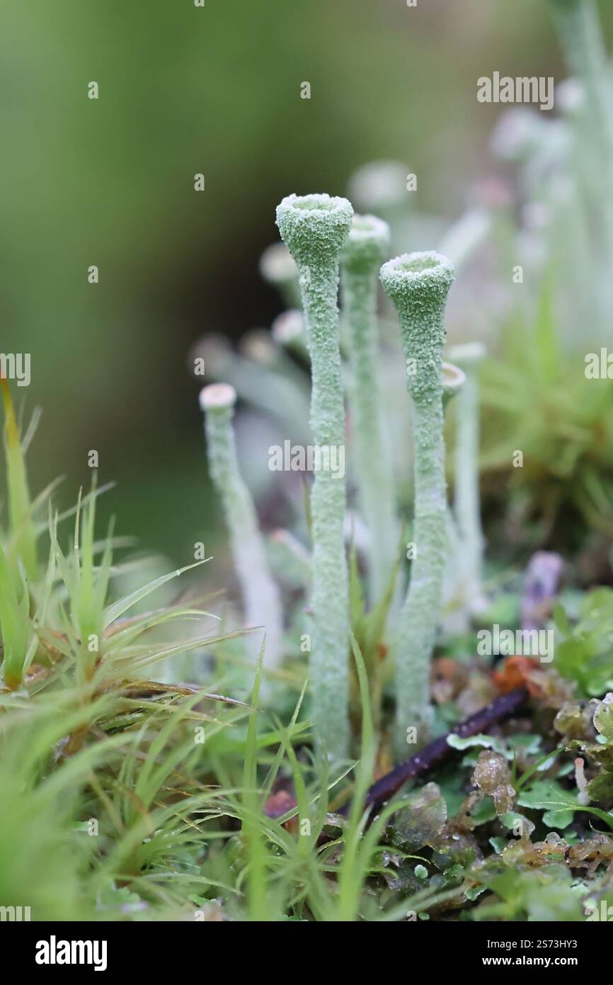 Cladonia fimbriata, commonly known as trumpet lichen, lichens from ...