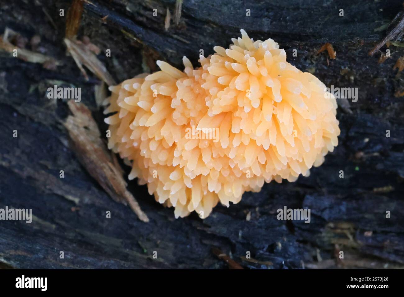 Tubifera ferruginosa, commonly known as raspberry slime mold Stock ...