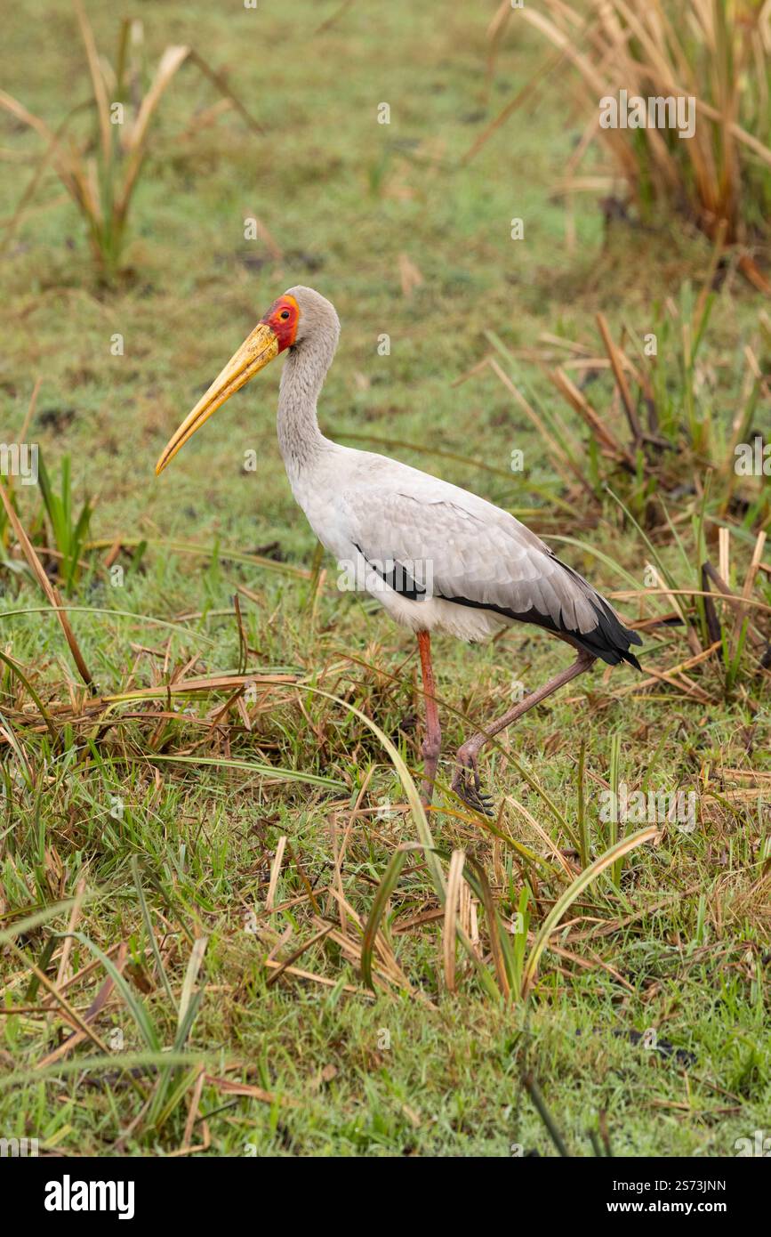 Yellow-billed stork Mycteria ibis, adult walking through marsh, Lake ...