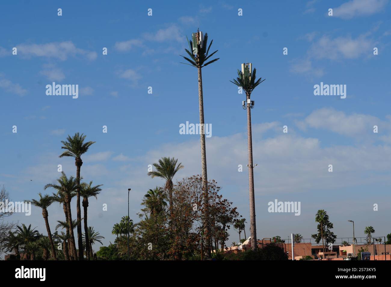 Mobile phone towers disguised as Palm trees, Morocco, North Africa ...