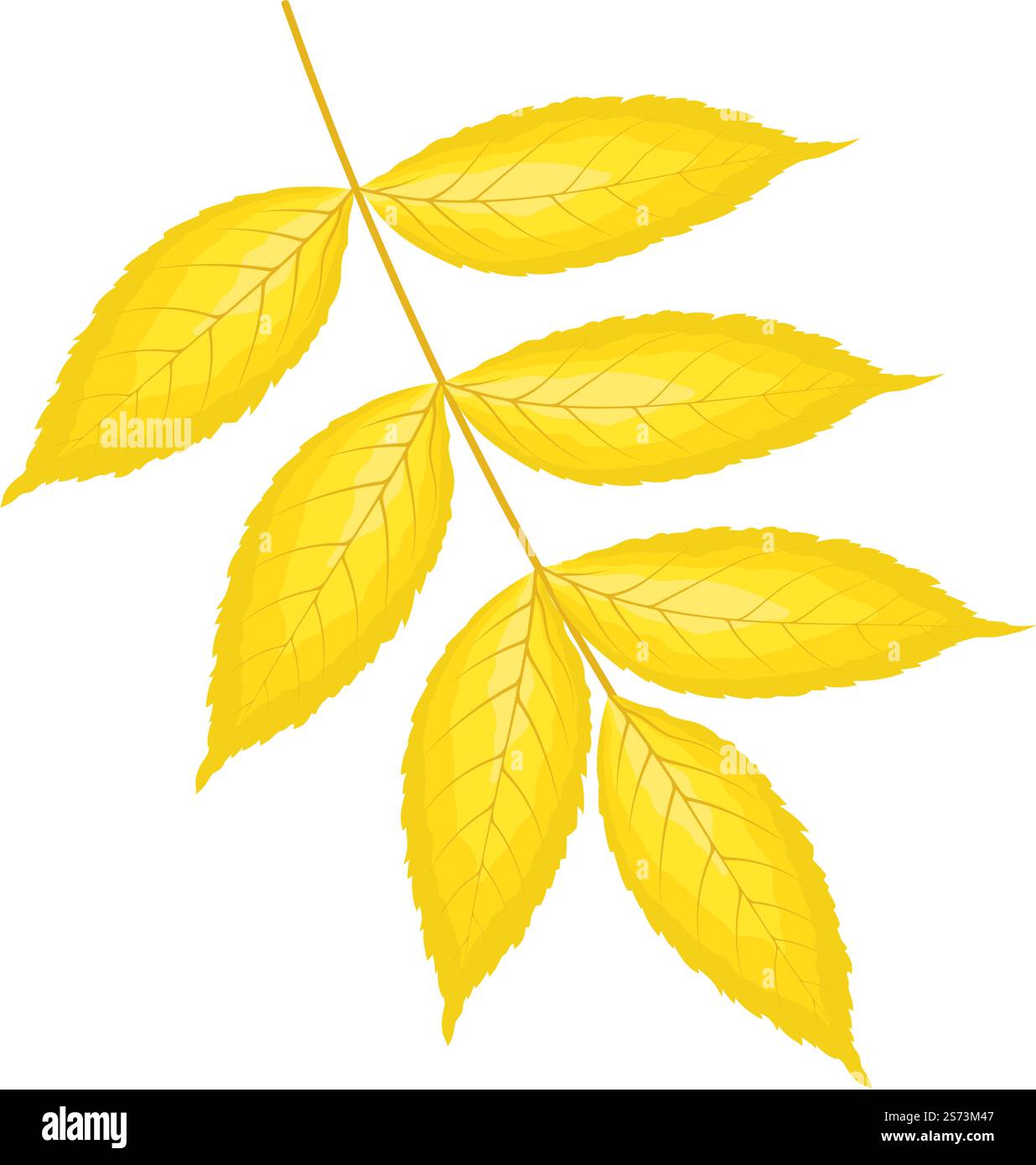 Autumn ash-tree leaf. Fall leaf. Vector illustration Stock Vector Image ...