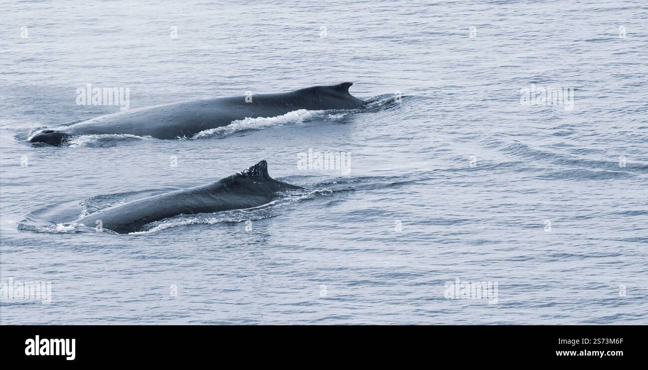 Humpback whales swimming in Antarctic Ocean Stock Photo - Alamy